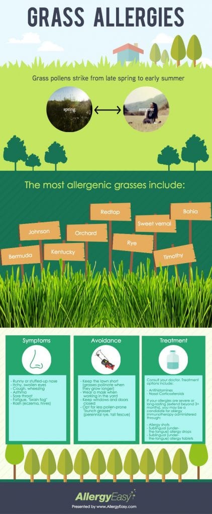 Grass Allergy Infographic